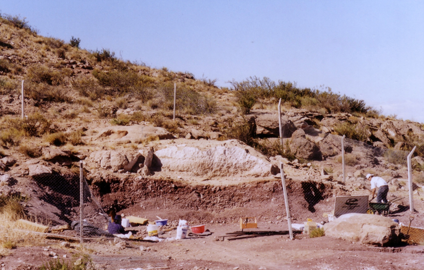 Con participación de la UNRN, presentan un dinosaurio saurópodo | La ...