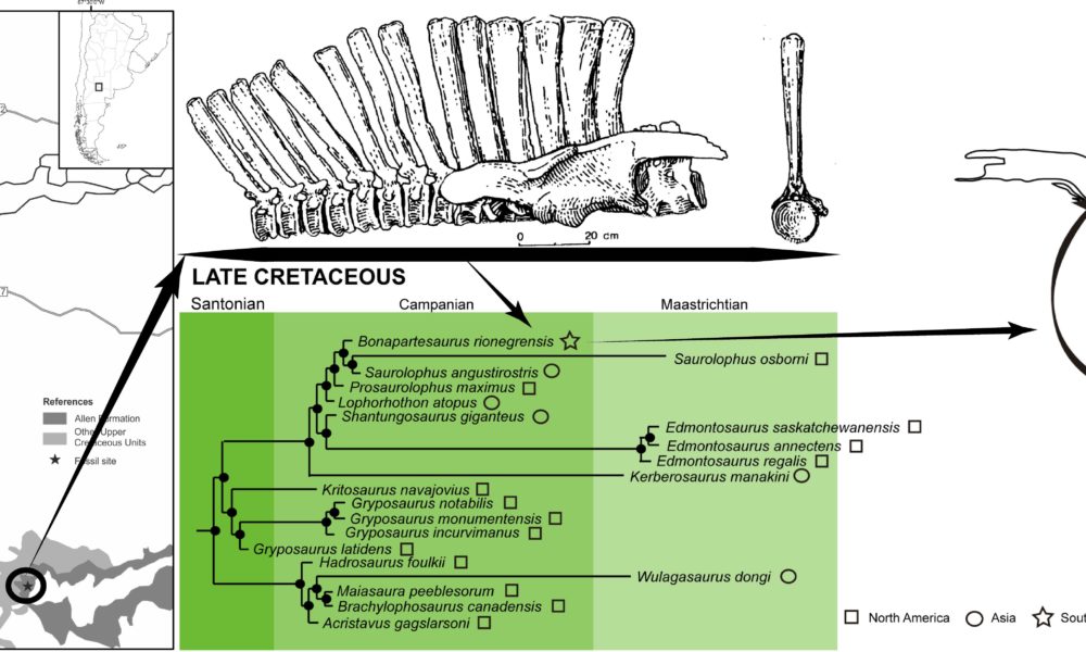 Bonapartesaurus rionegrensis un nuevo hadrosáurido en la Patagonia – La ...