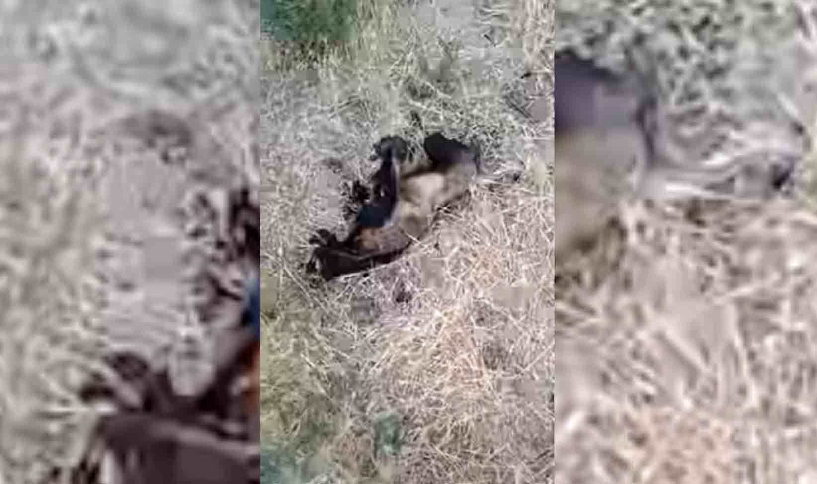 Otra vez: Prendieron fuego un perrito en cercanías al Aeropuerto - La ...